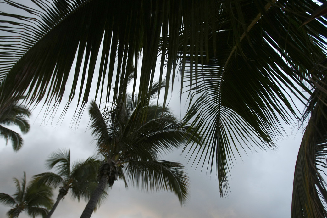 Democrats Rally Around Kamala Harris with Coconut Tree Symbolism - The ...